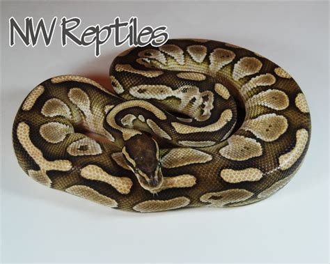 Lesser Spider Ball Python