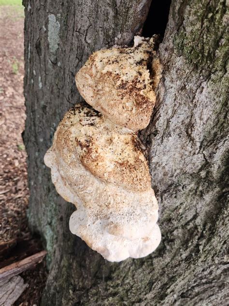 Found Growing Out The Separation In A Tree Trunk Rmycology