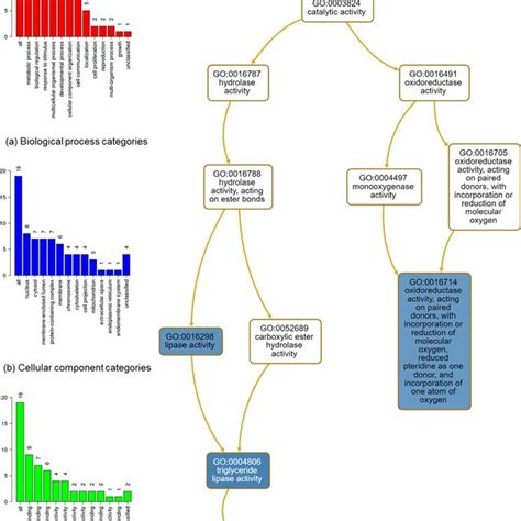 Hierarchical Structure Of Enriched Gene Sets Of Cellular Component Download Scientific Diagram