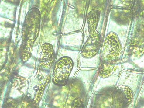 1 5 Microscopy Biology Libretexts