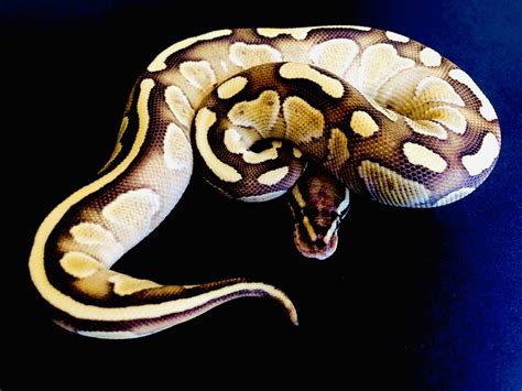 Morph List World Of Ball Pythons
