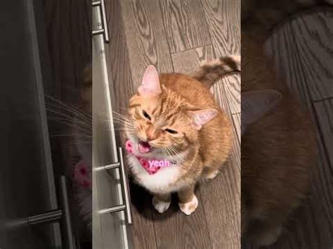 Cabinet chats with Kona the cat 😻 #cats #cute - YouTube