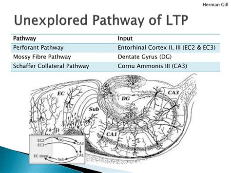 Ppt Distinct Components Of Spatial Learning Revealed By Prior Training And Nmda Receptor