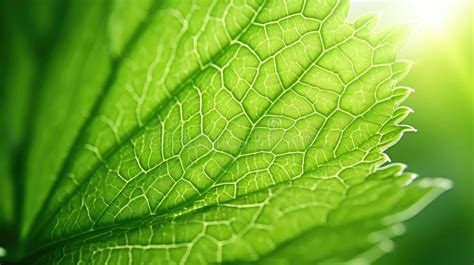 Tea Raspberry Leaf Stock Illustration Illustration Of Holistic 369794670