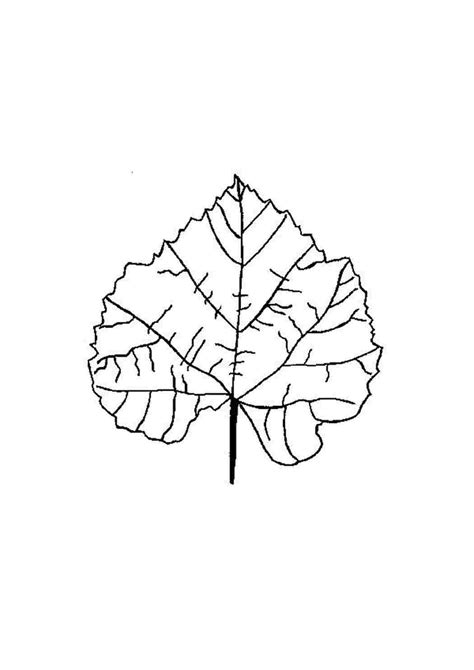 Раскраски листья деревьев Разукрашка листья деревьев Развивающие раскраски листья деревьев