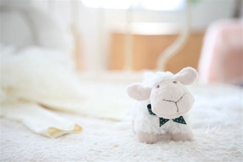 무료 이미지 화이트 장난감 자료 테디 베어 생성물 직물 피부 양 봉제 인형 4368x2912 1010513 무료 이미지 Pxhere