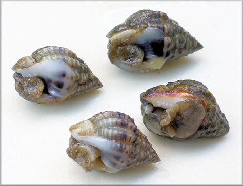 Phrontis Vibex Say 1822 Bruised Nassa