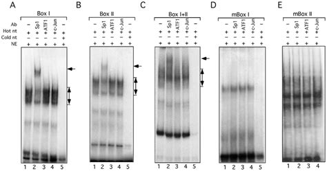 Transcription Factor Sp1 Specifically Binds To The GC Rich Motifs In Download Scientific