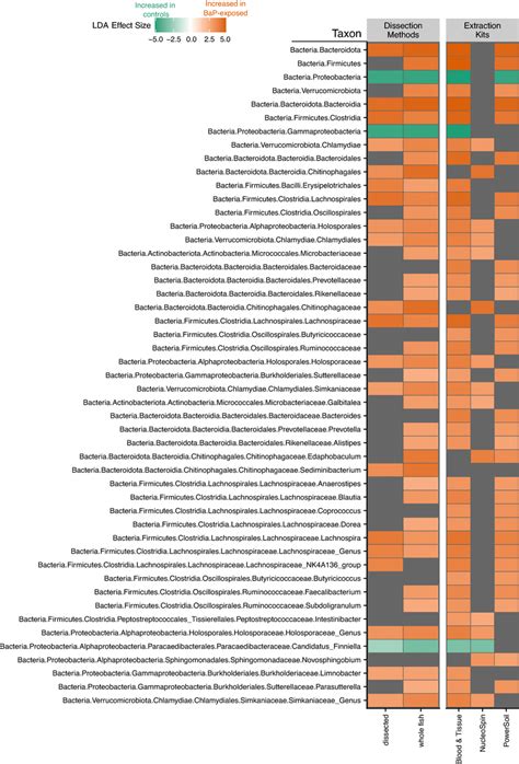 Heatmap Of Statistically Significant Effect Sizes Estimated By Lefse