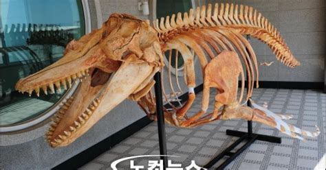 바다의 포식자 범고래 골격 전시