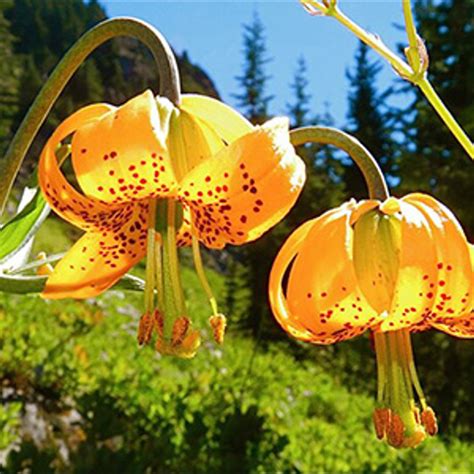 Tiger Lily Food At Barbara Blackmon Blog