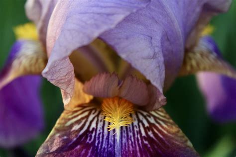 Create A Cottage Garden With Iris And Native Plants