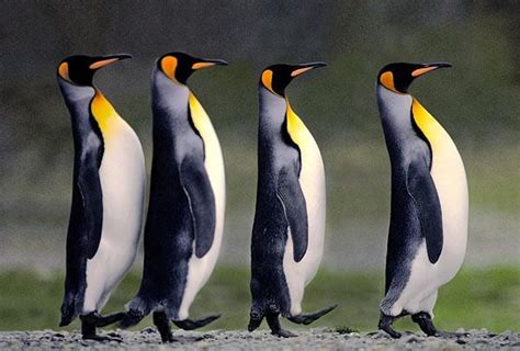 50 Brilliant Examples Of Professional Animal Photography By Frans