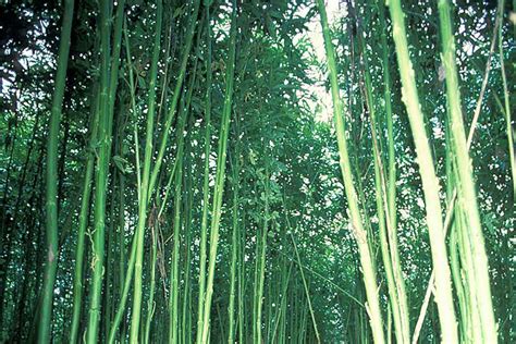 Kenaf Natures Little Known Wonder The Asean Post