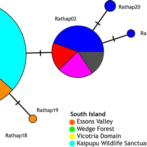 Median Joinning Network Of Six D Loop Haplotypes 585 Bp Recorded In
