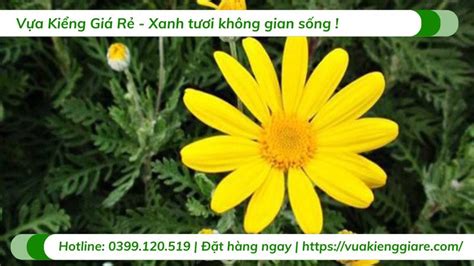 Cây Hoa Cúc Thân Gỗ Vựa Kiểng Giá Rẻ