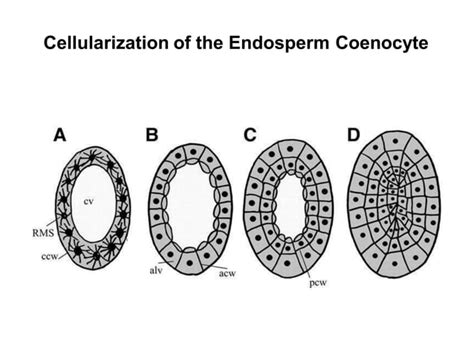 4 Endosperm Development 3 Pptx With Basic Terminalogies Ppt Free Download