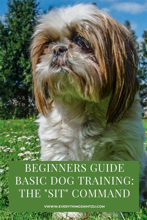 Shih Tzu Training Basic Obedience Commands Learn About Shih Tzu
