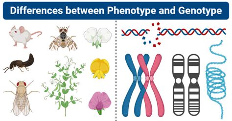 Phenotype Vs Genotype 10 Differences Examples