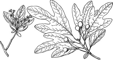 Sassafras Vector Art Icons And Graphics For Free Download