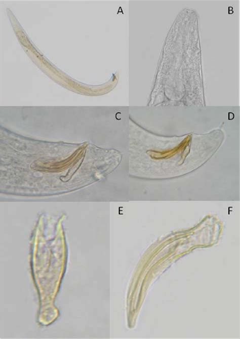 Pseudococcus Affinis Semantic Scholar