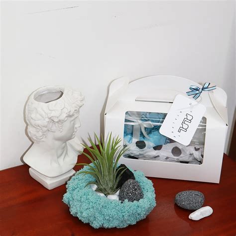 식물 툭 이오난사 오브제 Swim 팟틸란드시아 공기정화식물 키우기쉬운식물 오늘의집 쇼핑