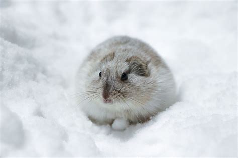 Arctic Lemmings Facts