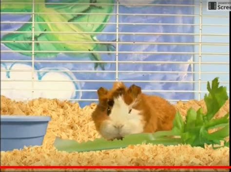 Linny The Guinea Pig Under The Ocean Watch Wonder Pets Season 2