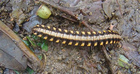 nyssodesmus python nyssodesmus python picture insect