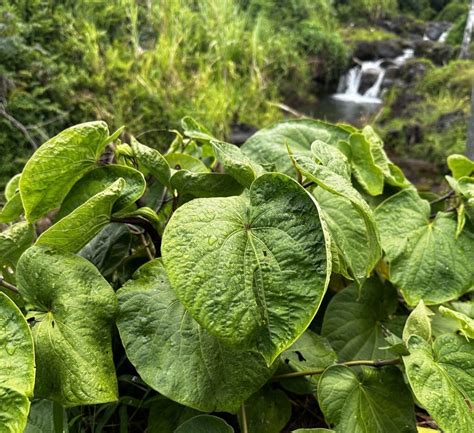 Research Summary Hawaiian Plants With Beneficial Effects On Sleep