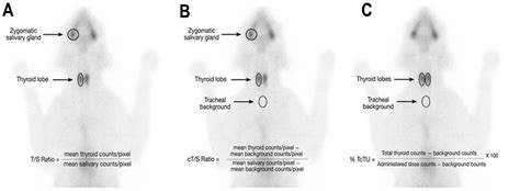 Cartilage Thyroid Cat