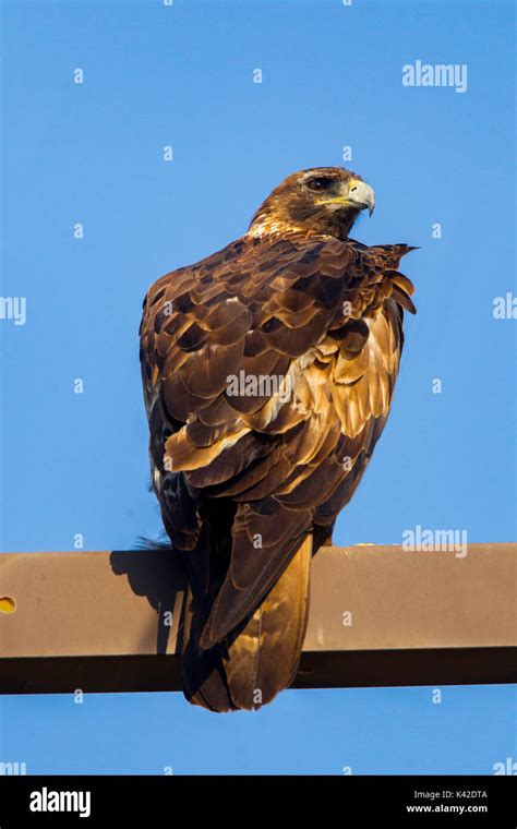 Golden Eagle Aquila Chrysaetos Canadensis Pawnee National Grasslands