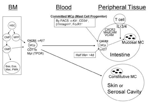 Mast Cell Progenitor Trafficking And Maturation Abstract Europe Pmc