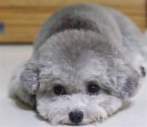 泰迪犬什麼顏色最貴？原來是這個色 每日頭條