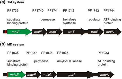 The Gene Clusters Of The Trehalose Maltose Tm And The Maltodextrin