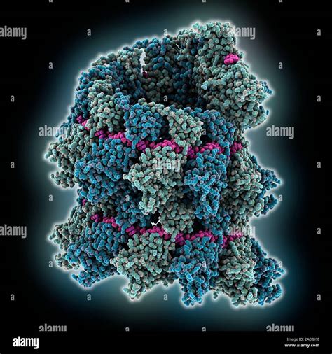 Virus Nucleoprotein Rna Ribonucleic Acid Nucleocapsid Complex Computer Model Showing The