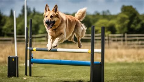 Golden Shepherd Mix Traits Care And Training Articles Factory