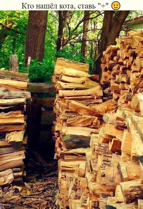 ☘Садовая фея полезные советы и идеи для дачи сада и огорода каждый день 2025 ВКонтакте