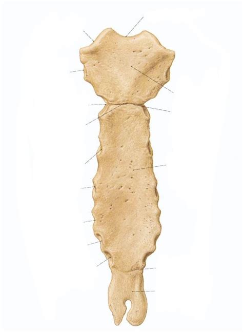 Incisura Jugularis