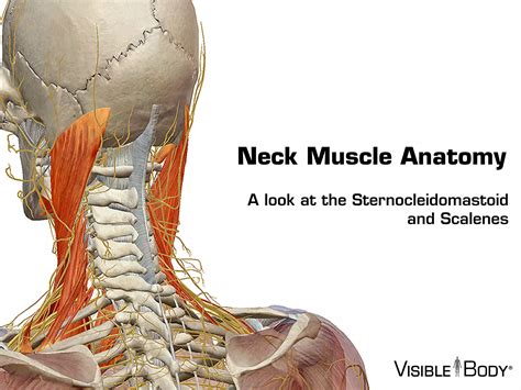 Neck Anatomy Bones And Muscles