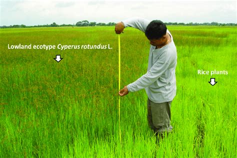 Sampling In Rice Field Infested With C Rotundus Download Scientific