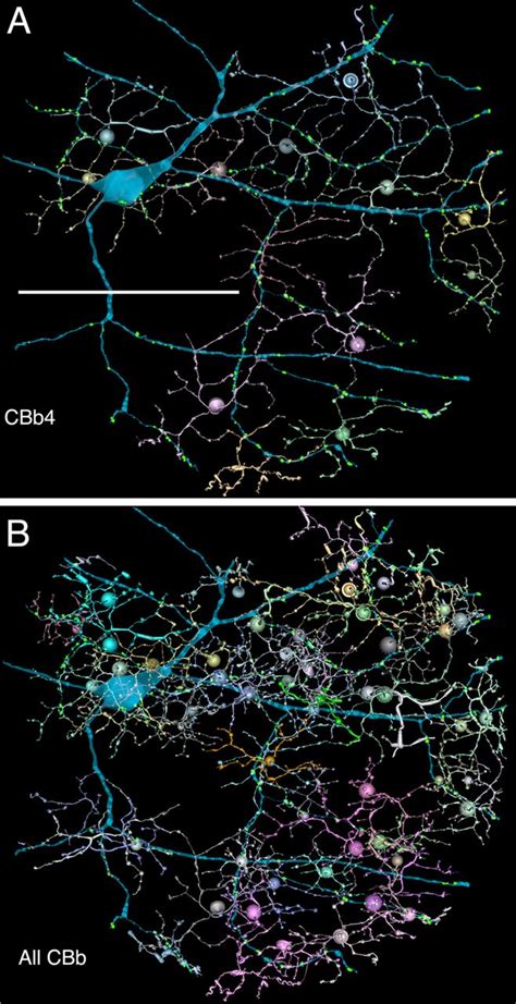 Amacrine Cells Shape Retinal Functions While Dynamically 59 Off