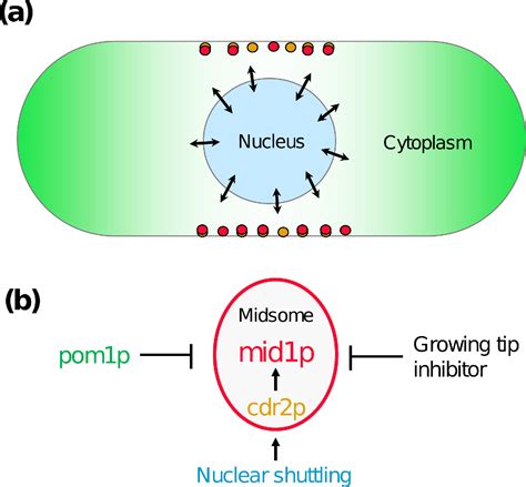 Figure 1 From Cytokinesis And The Contractile Ring In Fission Yeast