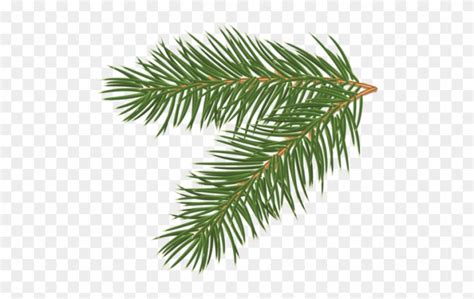 Free Free Realistic Pine Tree Branch Vector Pine Tree Branch Nohat Cc
