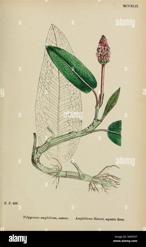 English This Illustration Features The Plant Polygonum Amphibium Commonly Known As Amphibious
