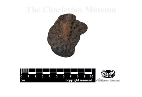 Alligator Mississippiensis Osteoderms Charleston Museum