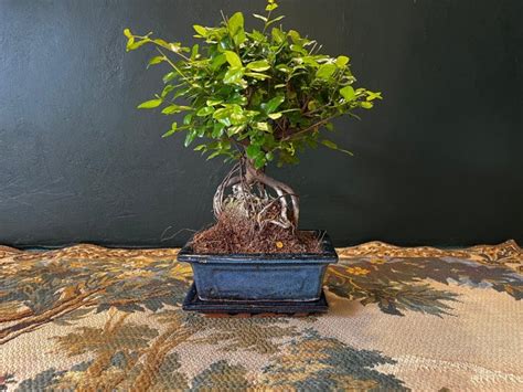 Bonsaï Arbre à Prune Sageretia Theezans Hauteur Arbre 24 Cm