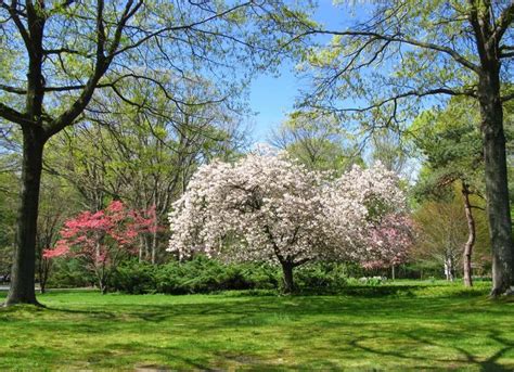 When And How To Prune Dogwood Trees Plantglossary