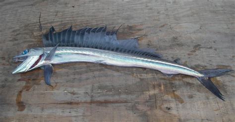 Lancetfish Fish Facts A Z Animals