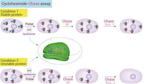 蛋白质也有半衰期 环己酰亚胺 Chx 如何给蛋白质 算寿命？ 生物 医药 天然产物
